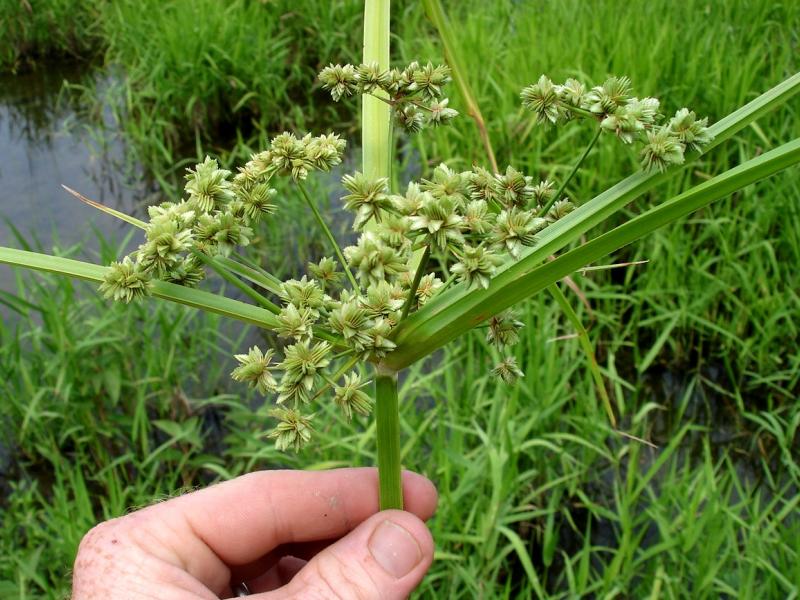 Tropical Flat Sedge | Outdoor Alabama