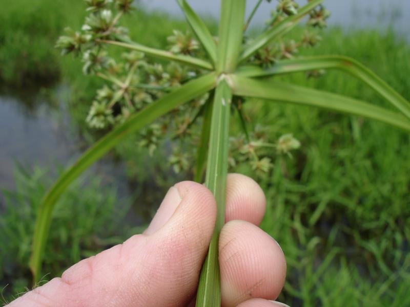 Tropical Flat Sedge | Outdoor Alabama