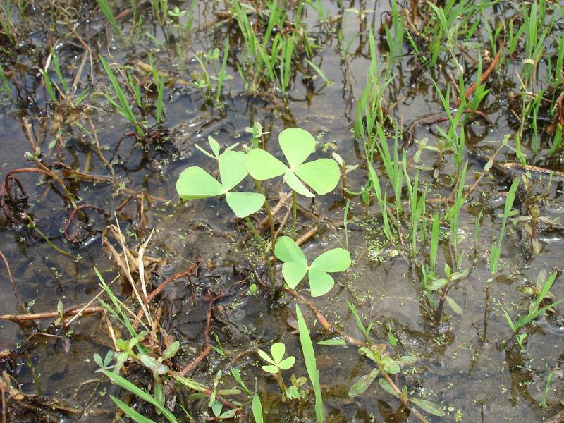 Water Clover | Outdoor Alabama