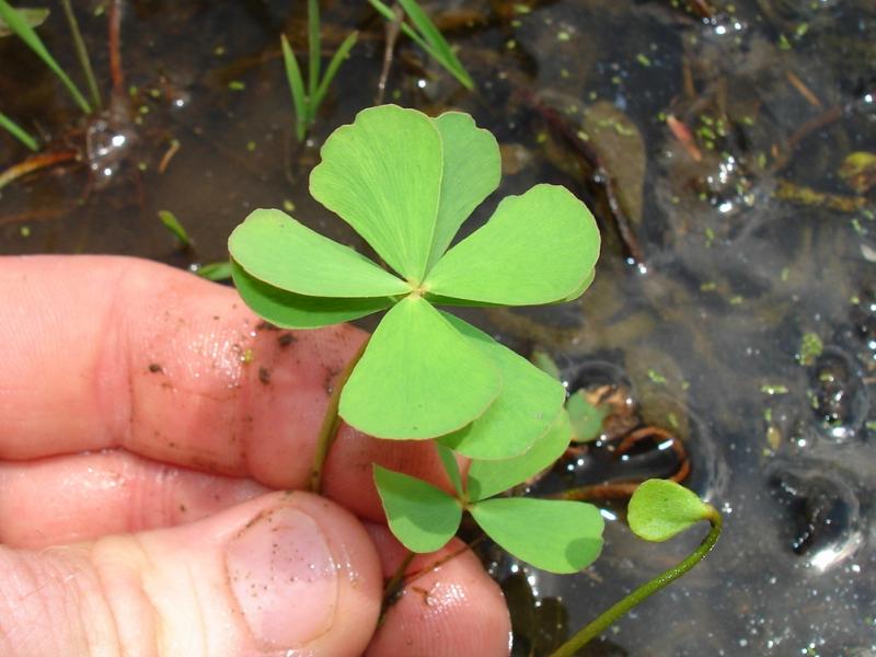 Water Clover | Outdoor Alabama