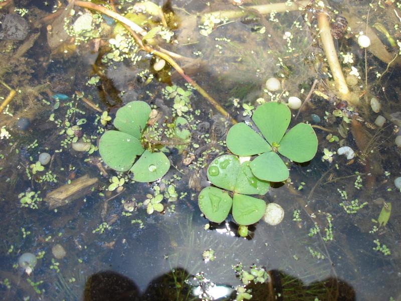 Water Clover | Outdoor Alabama