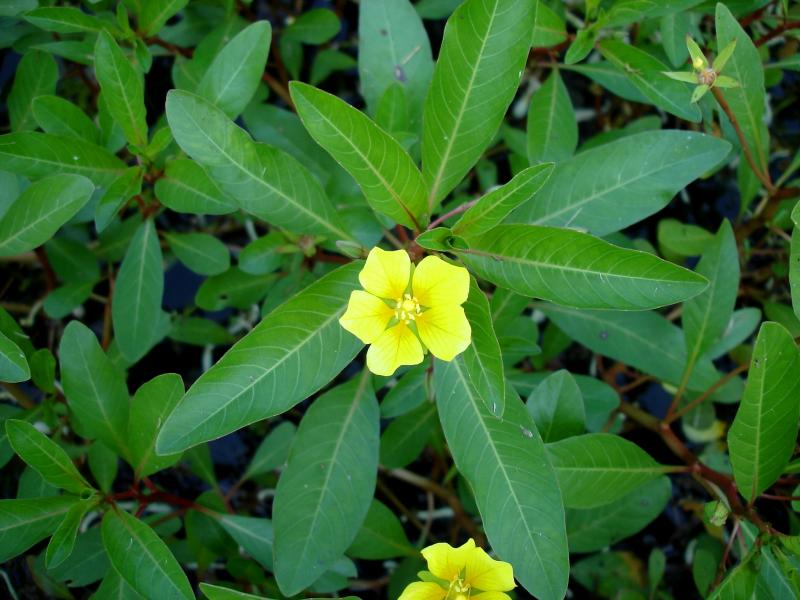 Water Primrose | Outdoor Alabama