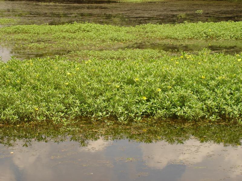 Water Primrose | Outdoor Alabama