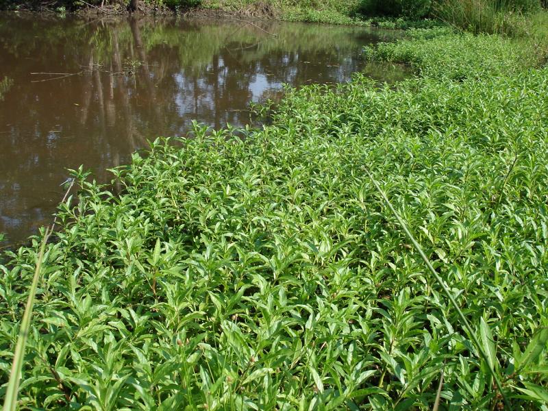 Waterpod | Outdoor Alabama