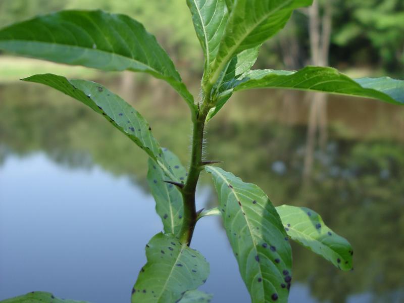 Waterpod | Outdoor Alabama