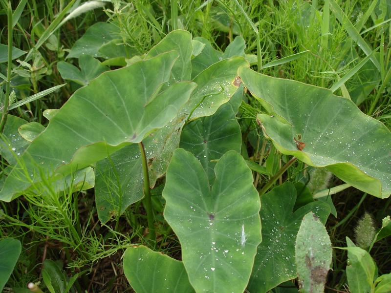 Wild Taro | Outdoor Alabama