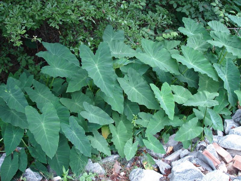 Wild Taro | Outdoor Alabama