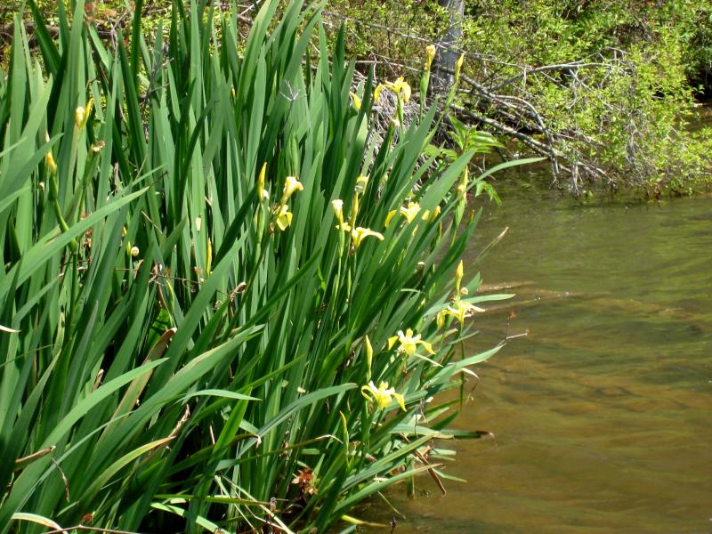 Yellow Flag | Outdoor Alabama