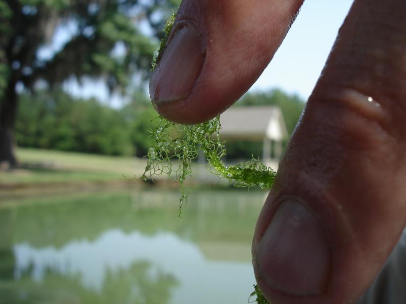 Water Net Algae | Outdoor Alabama