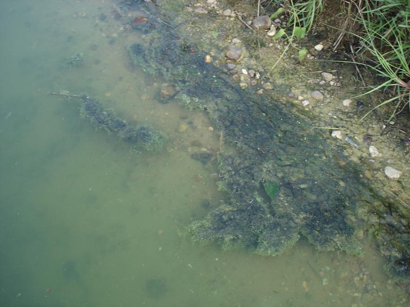 Lyngbya | Outdoor Alabama