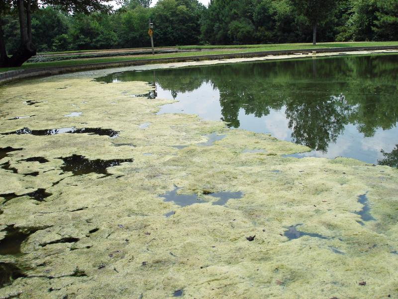 pithophora algae how to get rid of