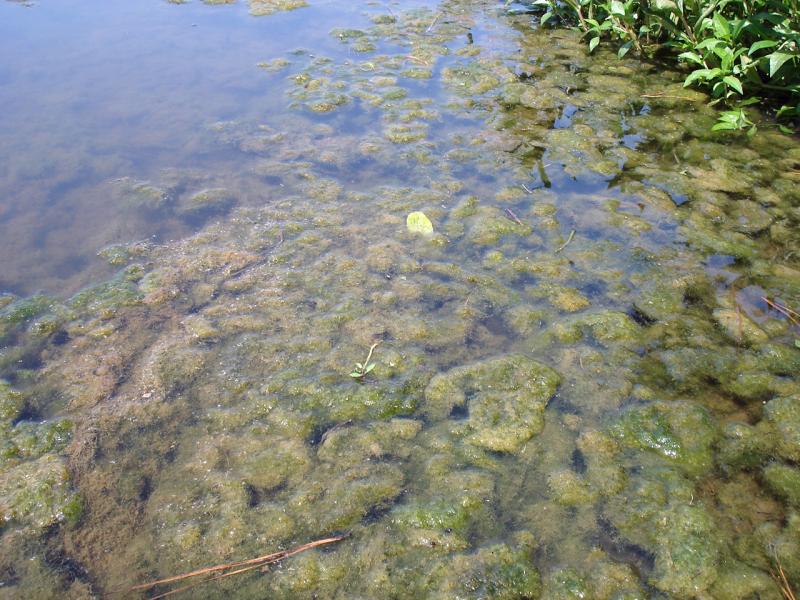 pithophora algae how to get rid of