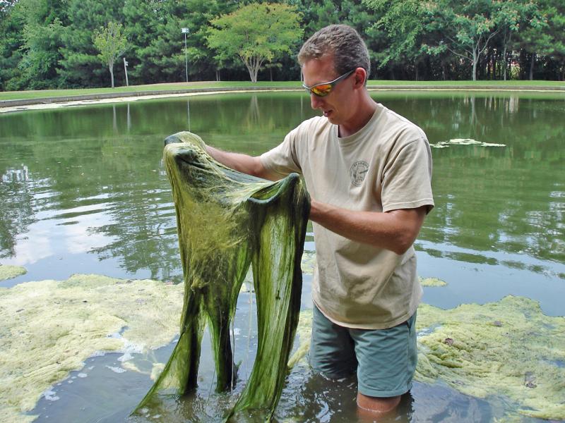 pithophora algae how to get rid of