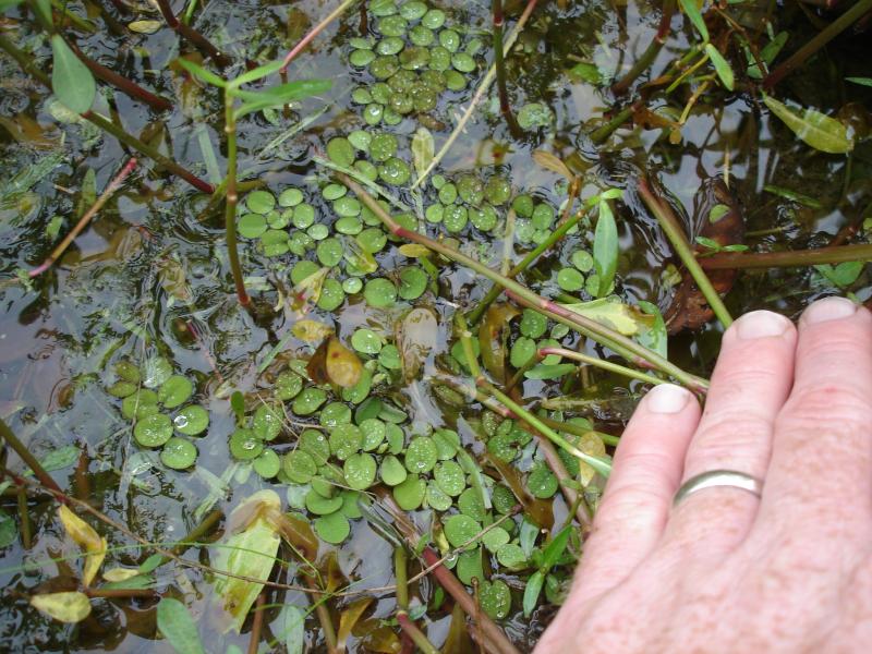 Water Fern | Outdoor Alabama