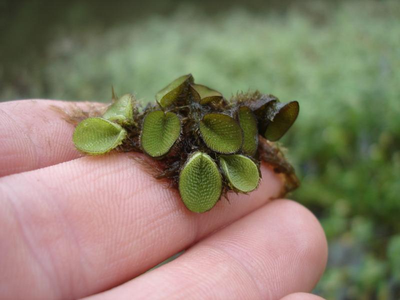 Water Fern | Outdoor Alabama