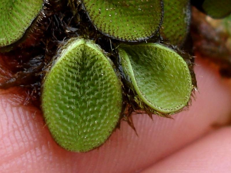 Water Fern | Outdoor Alabama