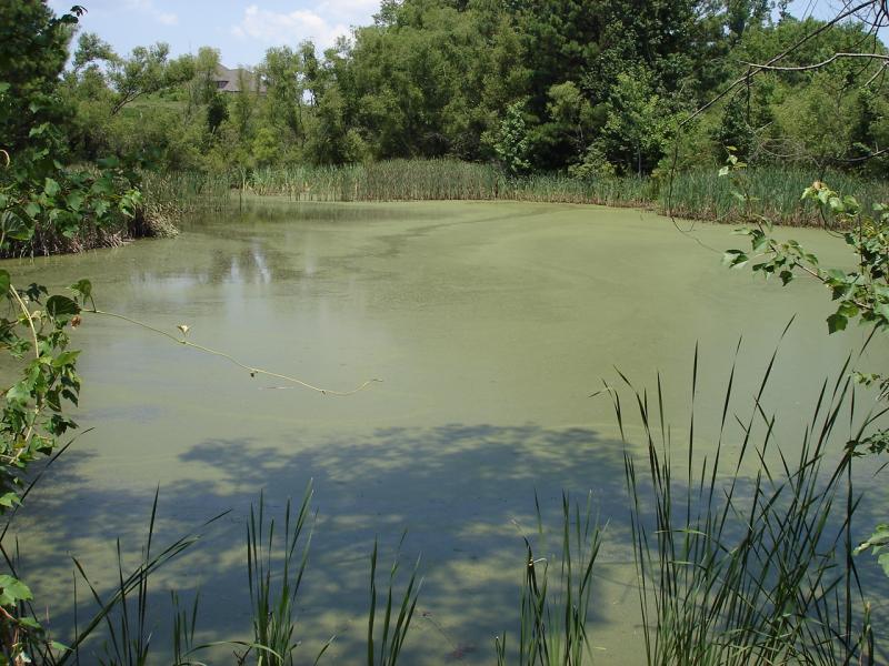 Watermeal | Outdoor Alabama