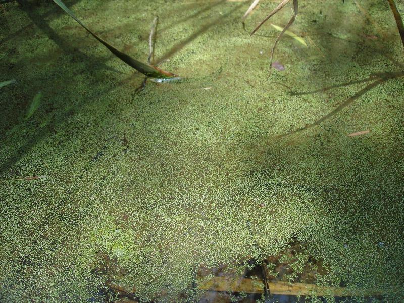 Watermeal | Outdoor Alabama