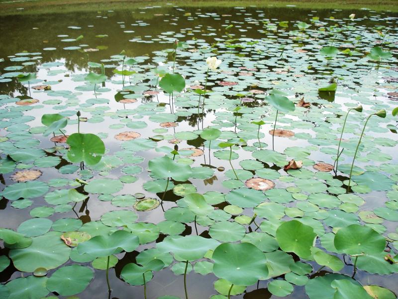 American Lotus | Outdoor Alabama