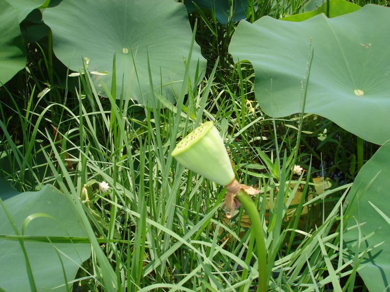 American Lotus | Outdoor Alabama