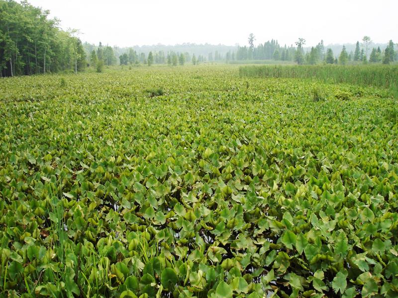 Spatterdock | Outdoor Alabama