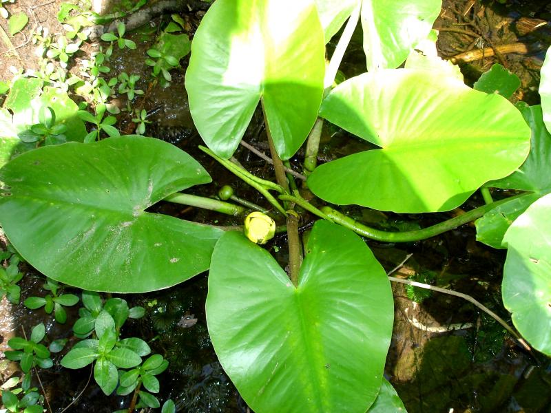 Spatterdock | Outdoor Alabama