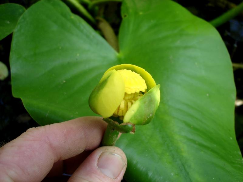 spatterdock flower