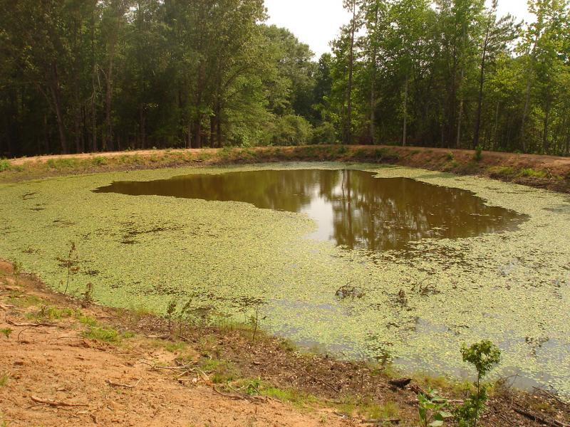 Watershield | Outdoor Alabama