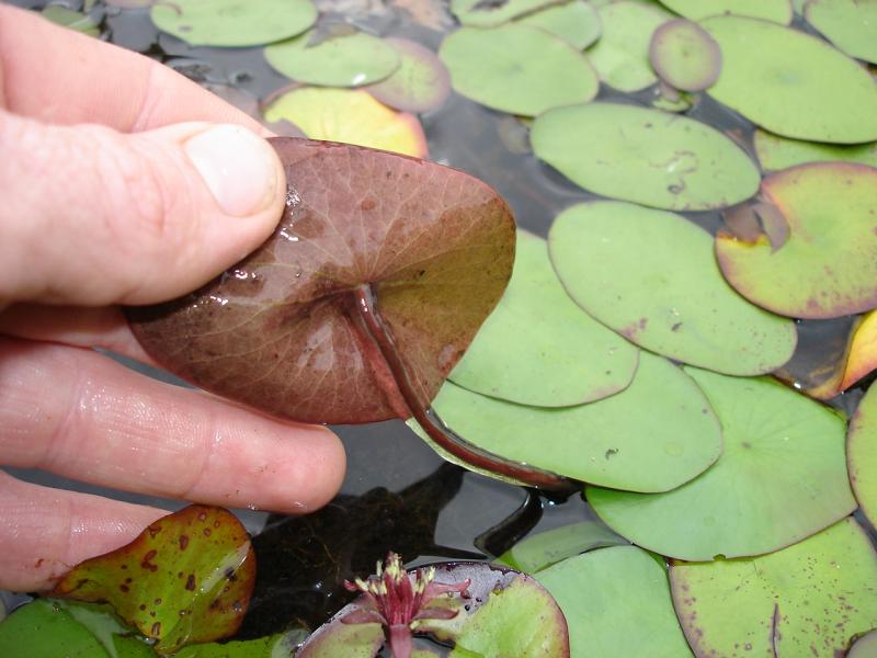 Watershield | Outdoor Alabama