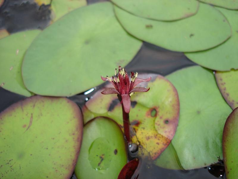 Watershield | Outdoor Alabama