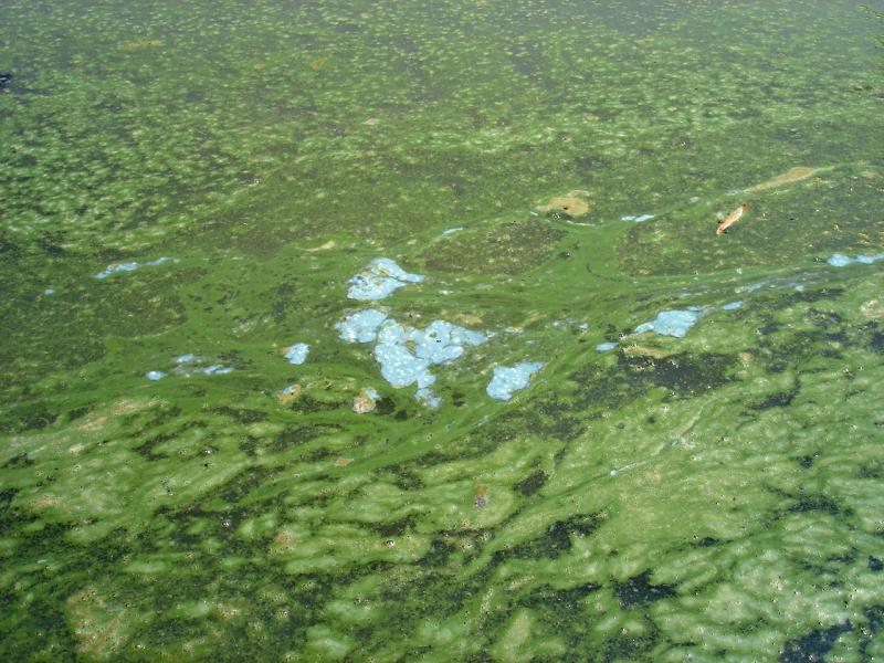 Blue-Green Algae | Outdoor Alabama