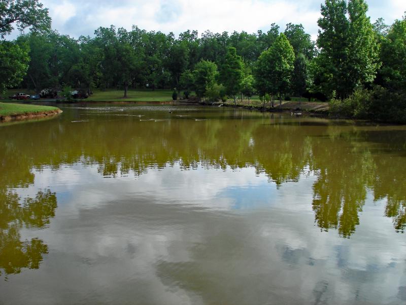brown pond algae