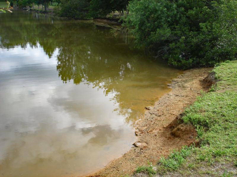 brown algae on pond surface
