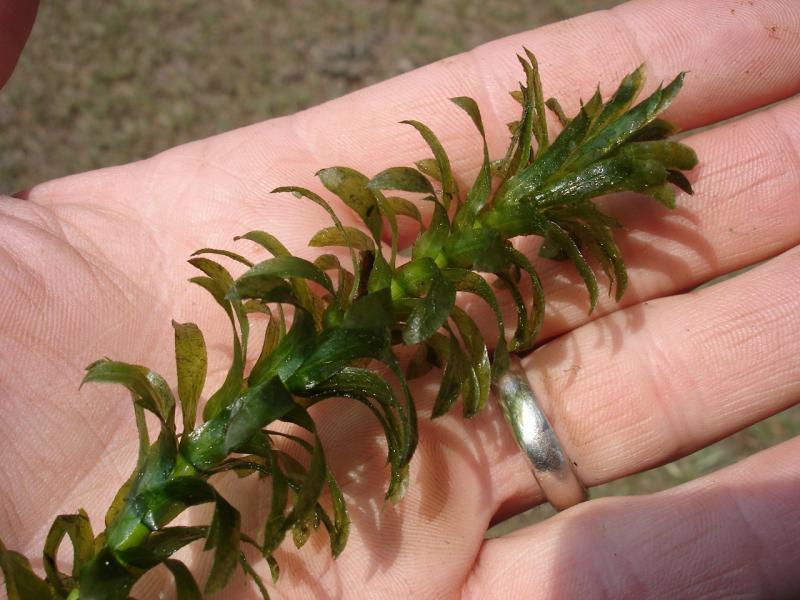 Brazilian Elodea | Outdoor Alabama