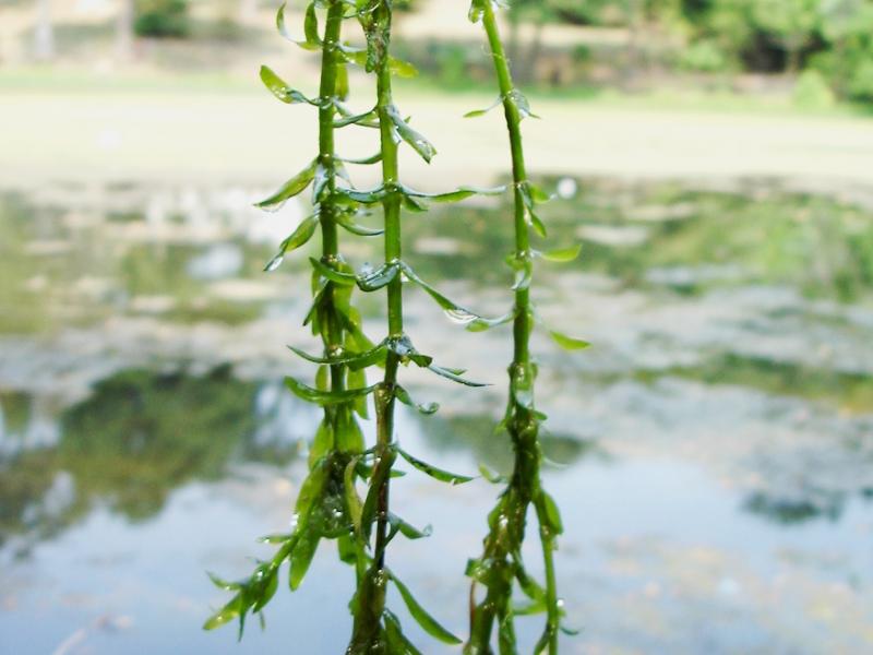 Brazilian Elodea | Outdoor Alabama
