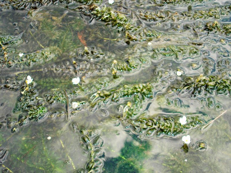 Brazilian Elodea | Outdoor Alabama