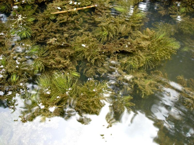 Coontail | Outdoor Alabama