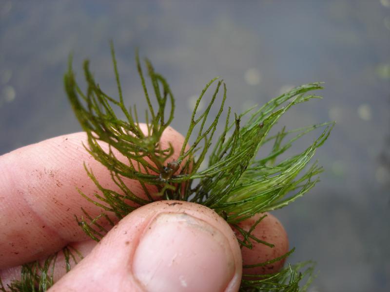 Coontail | Outdoor Alabama