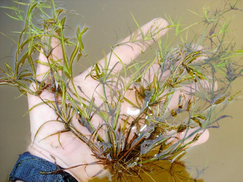 Creeping Rush | Outdoor Alabama