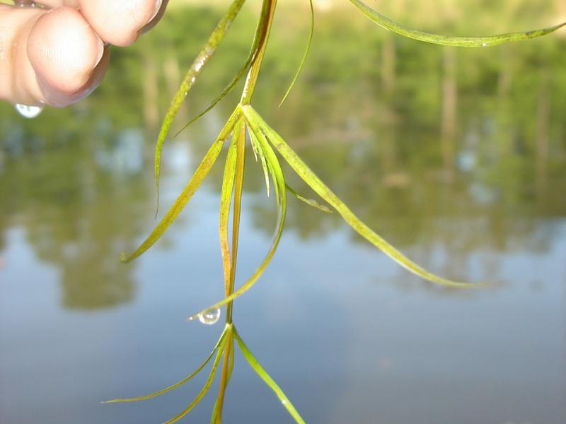 Creeping Rush | Outdoor Alabama