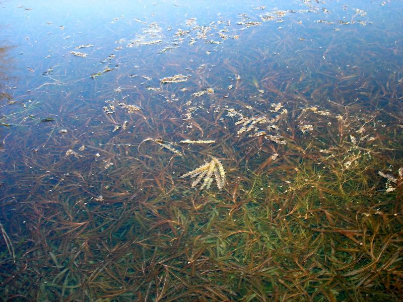 Curly-Leaf Pondweed | Outdoor Alabama