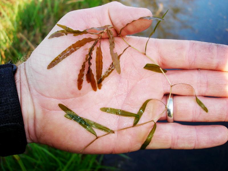 small leaf pond weed