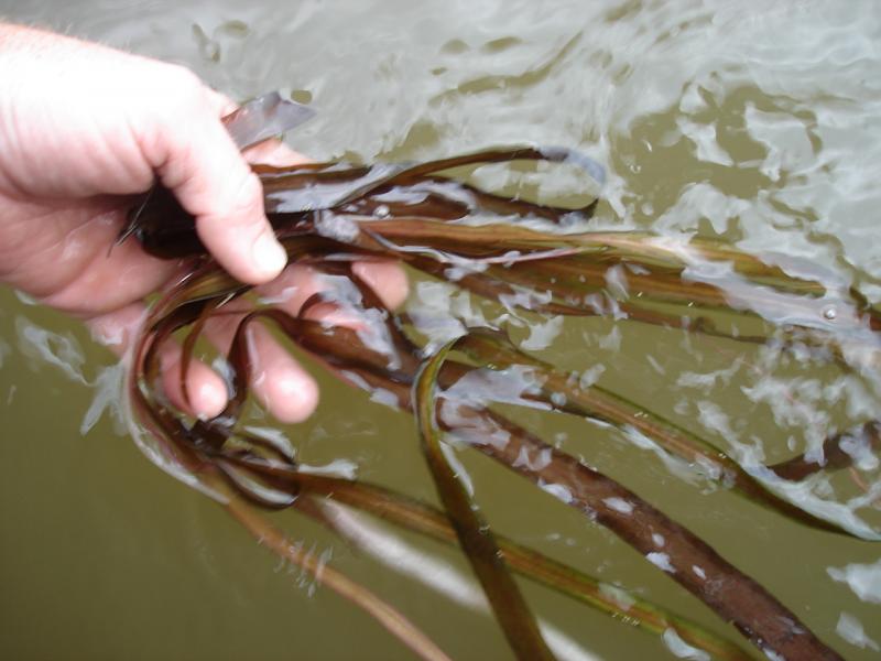 Eel Grass | Outdoor Alabama