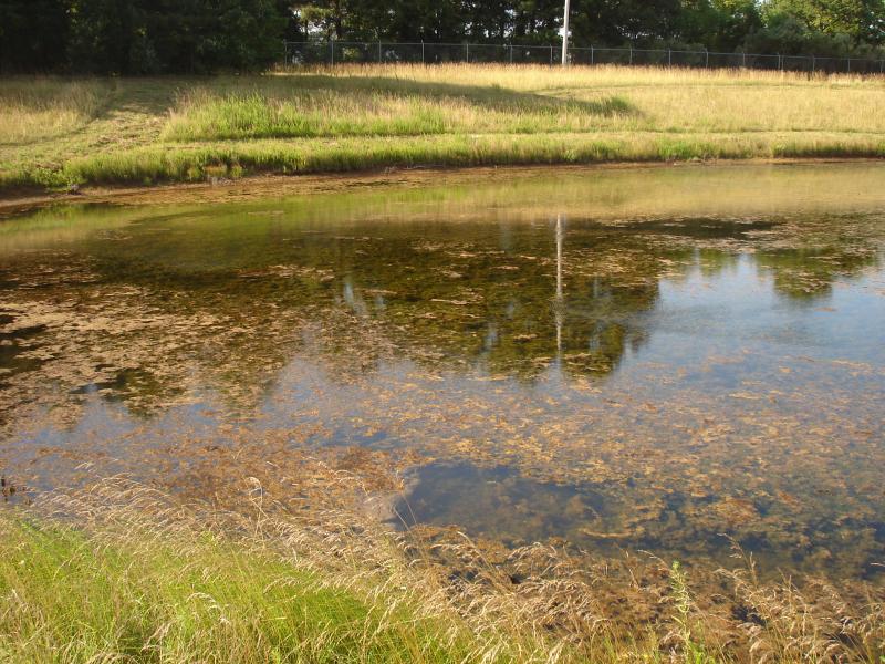 Eurasian Watermilfoil | Outdoor Alabama