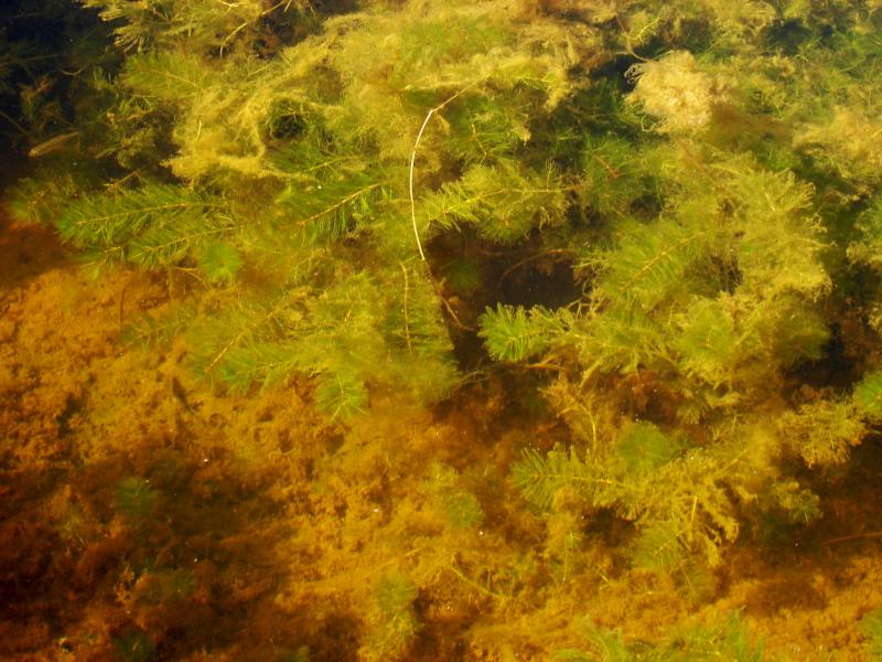 Eurasian Watermilfoil | Outdoor Alabama