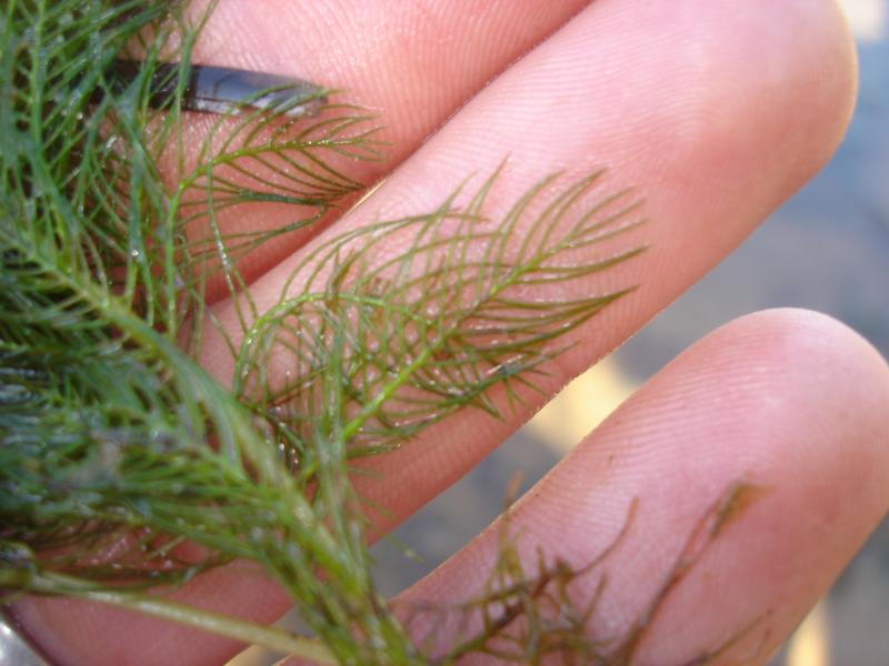 Eurasian Watermilfoil | Outdoor Alabama