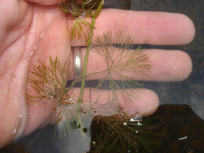 Fanwort | Outdoor Alabama