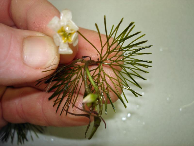 Fanwort | Outdoor Alabama