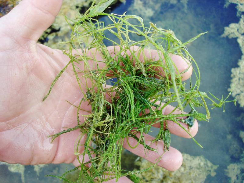 Muskgrass | Outdoor Alabama
