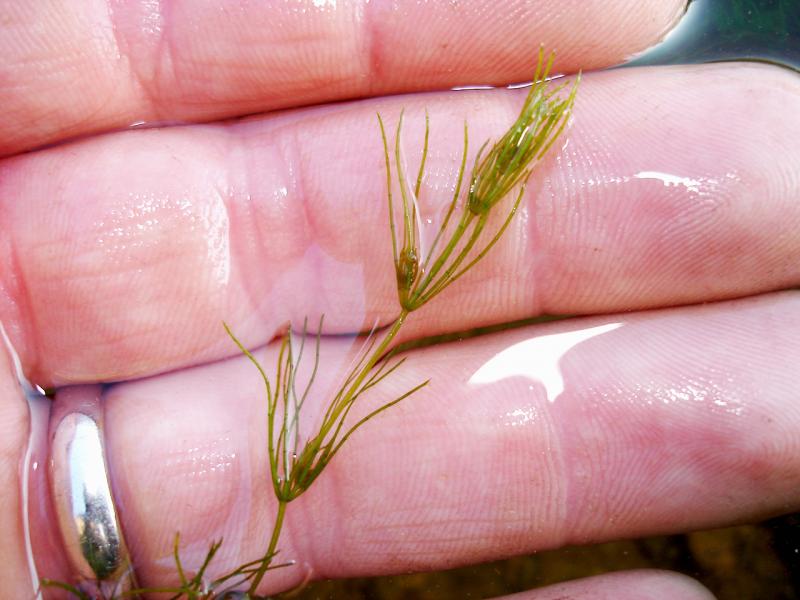 Muskgrass | Outdoor Alabama